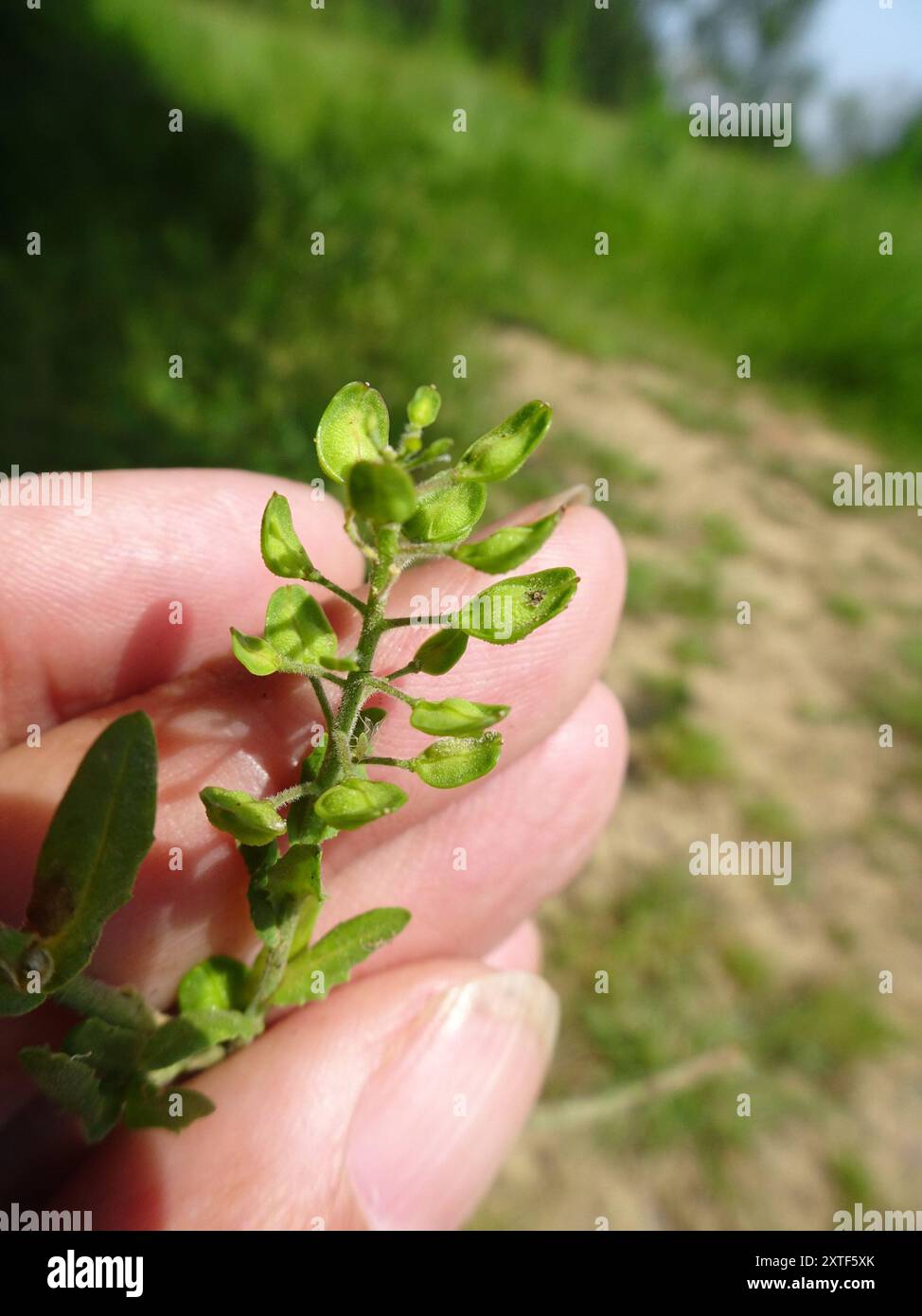 field peppergrass (Lepidium campestre) Plantae Stock Photo - Alamy