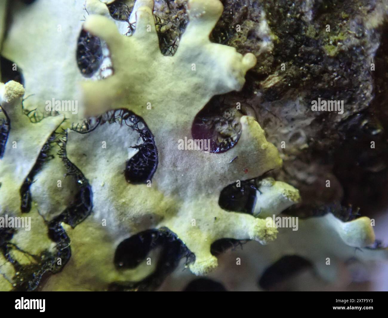 Green Loop Lichen (Hypotrachyna sinuosa) Fungi Stock Photo - Alamy