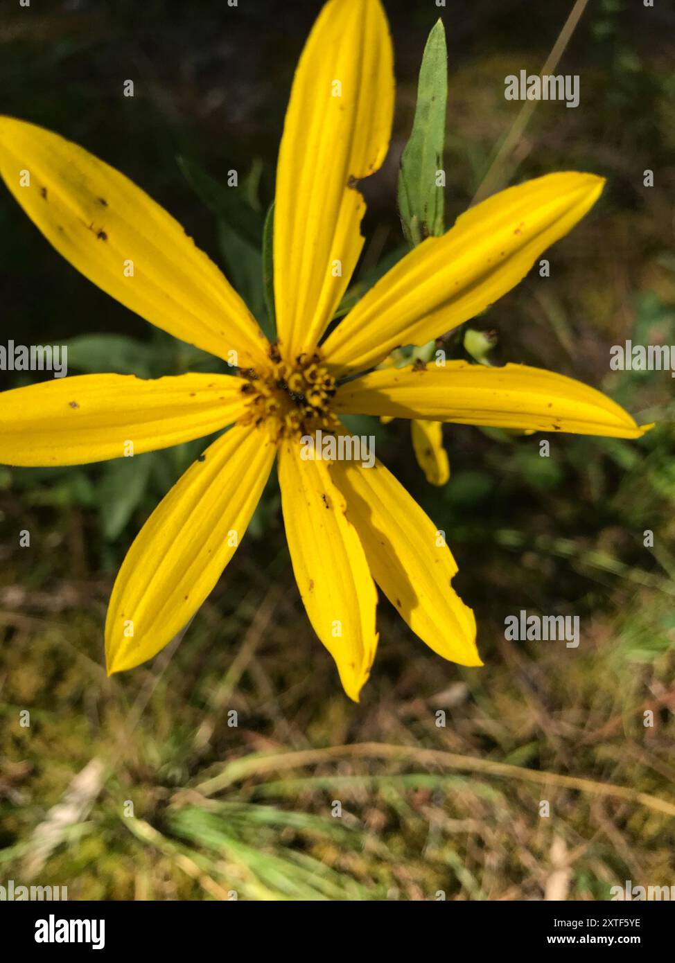 Greater Tickseed (Coreopsis major) Plantae Stock Photo - Alamy