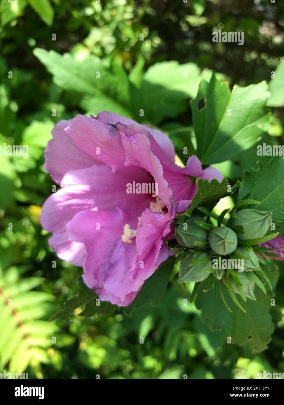 common hibiscus (Hibiscus syriacus) Plantae Stock Photo - Alamy