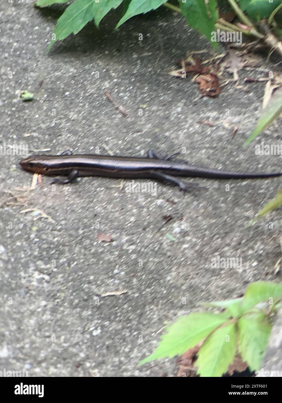 Common Five-lined Skink (Plestiodon fasciatus) Reptilia Stock Photo - Alamy