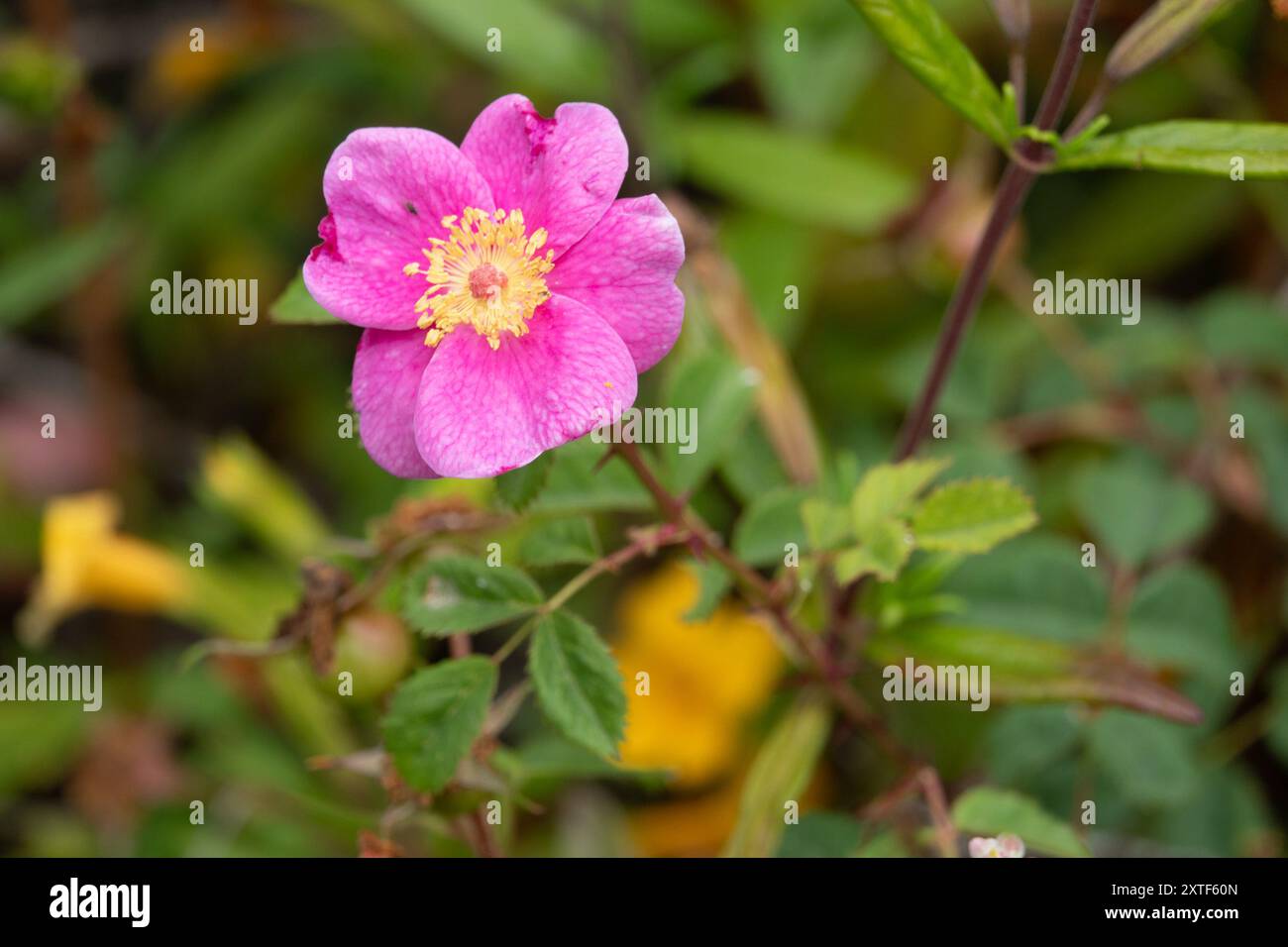 California Wild Rose (Rosa californica) Plantae Stock Photo - Alamy