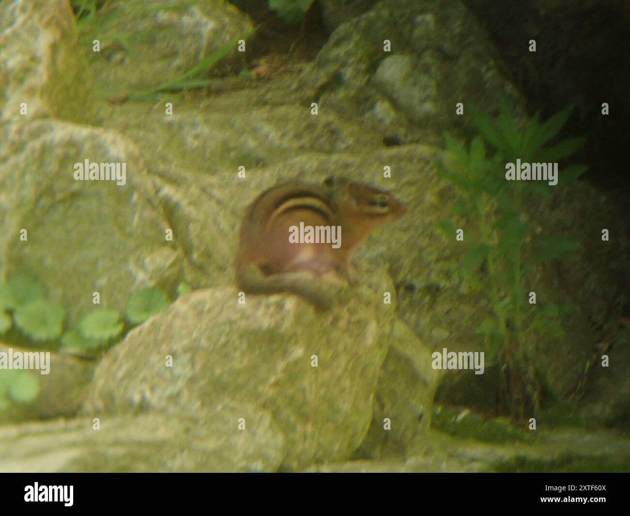 Eastern Chipmunk (Tamias striatus) Mammalia Stock Photo - Alamy