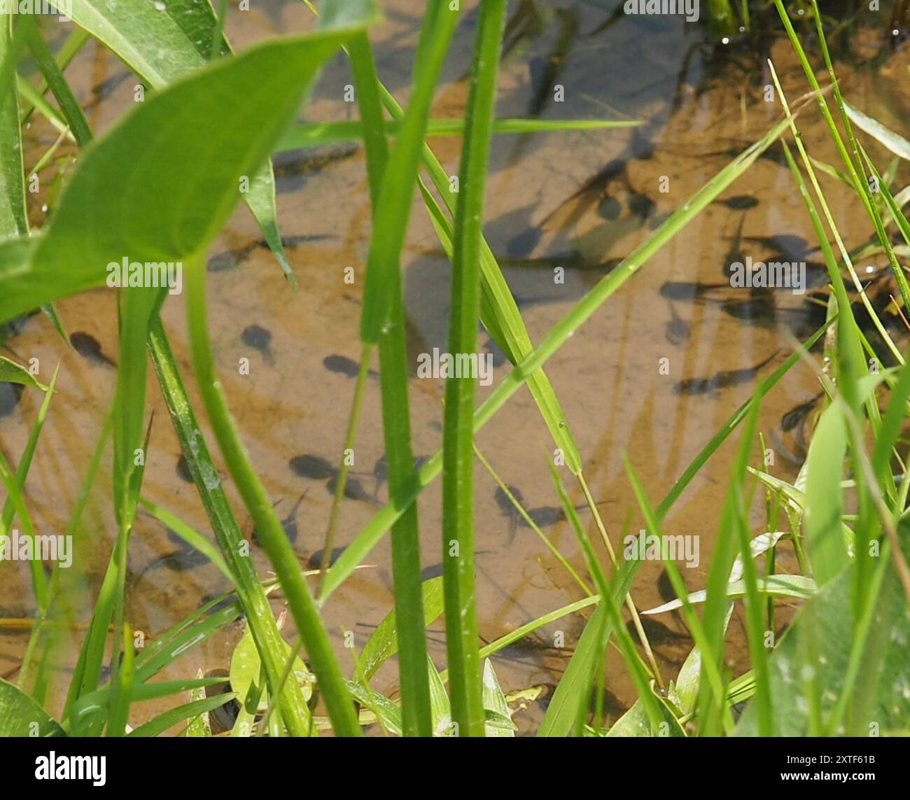 Eastern American Toad (Anaxyrus americanus americanus) Amphibia Stock ...