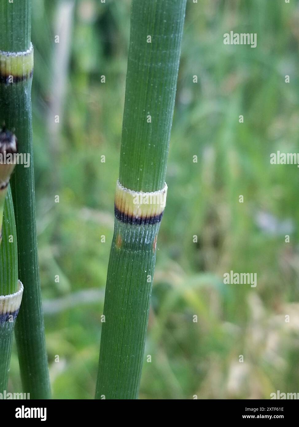 rough horsetail (Equisetum hyemale) Plantae Stock Photo - Alamy