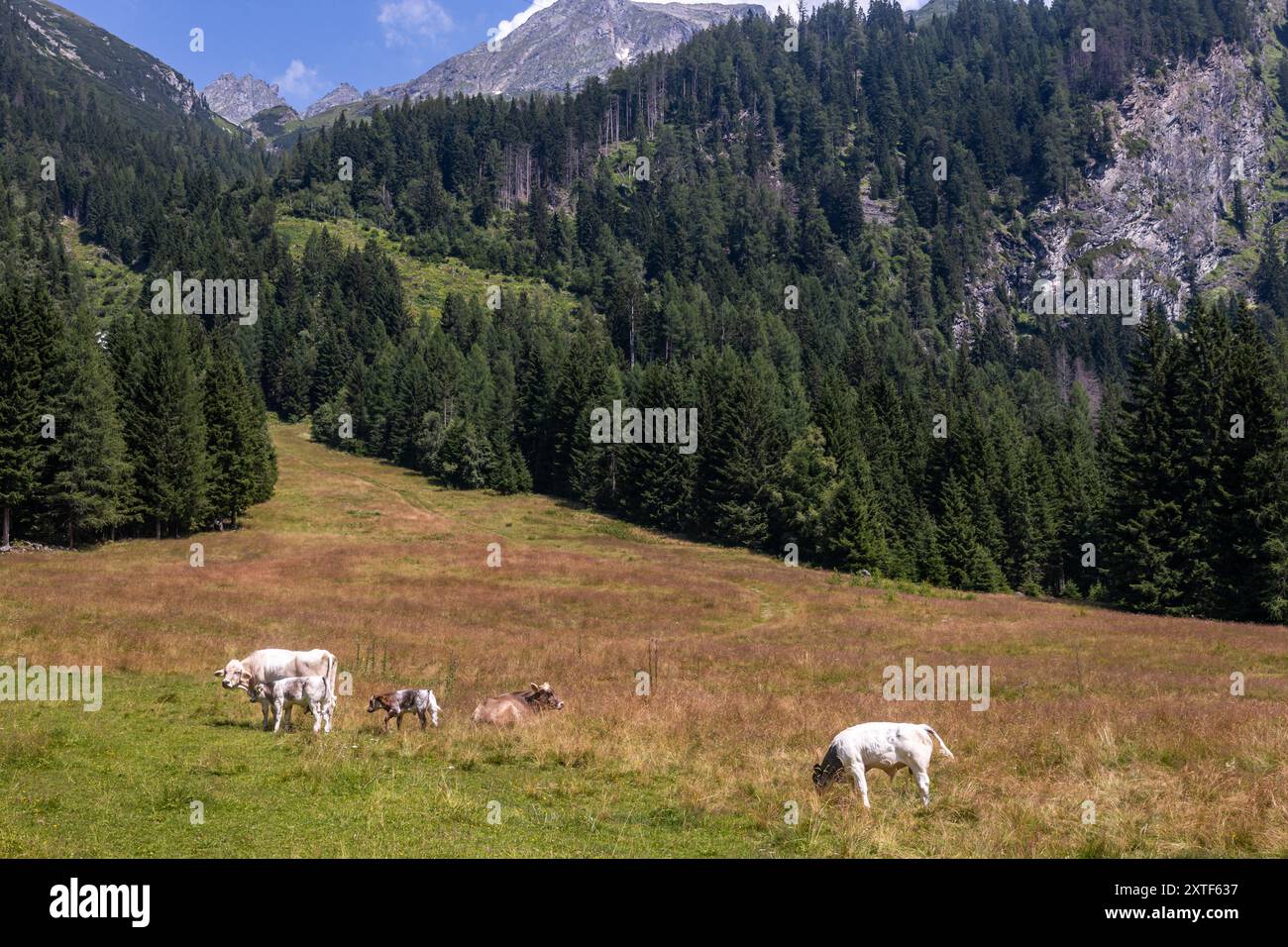 Impressionen aus Mallnitz Nationalpark Hohe Tauern Seebachtal Stock ...