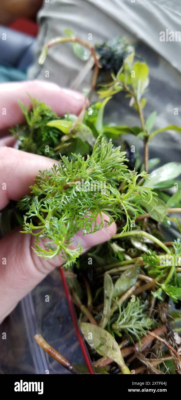 Marshweed hi-res stock photography and images - Alamy