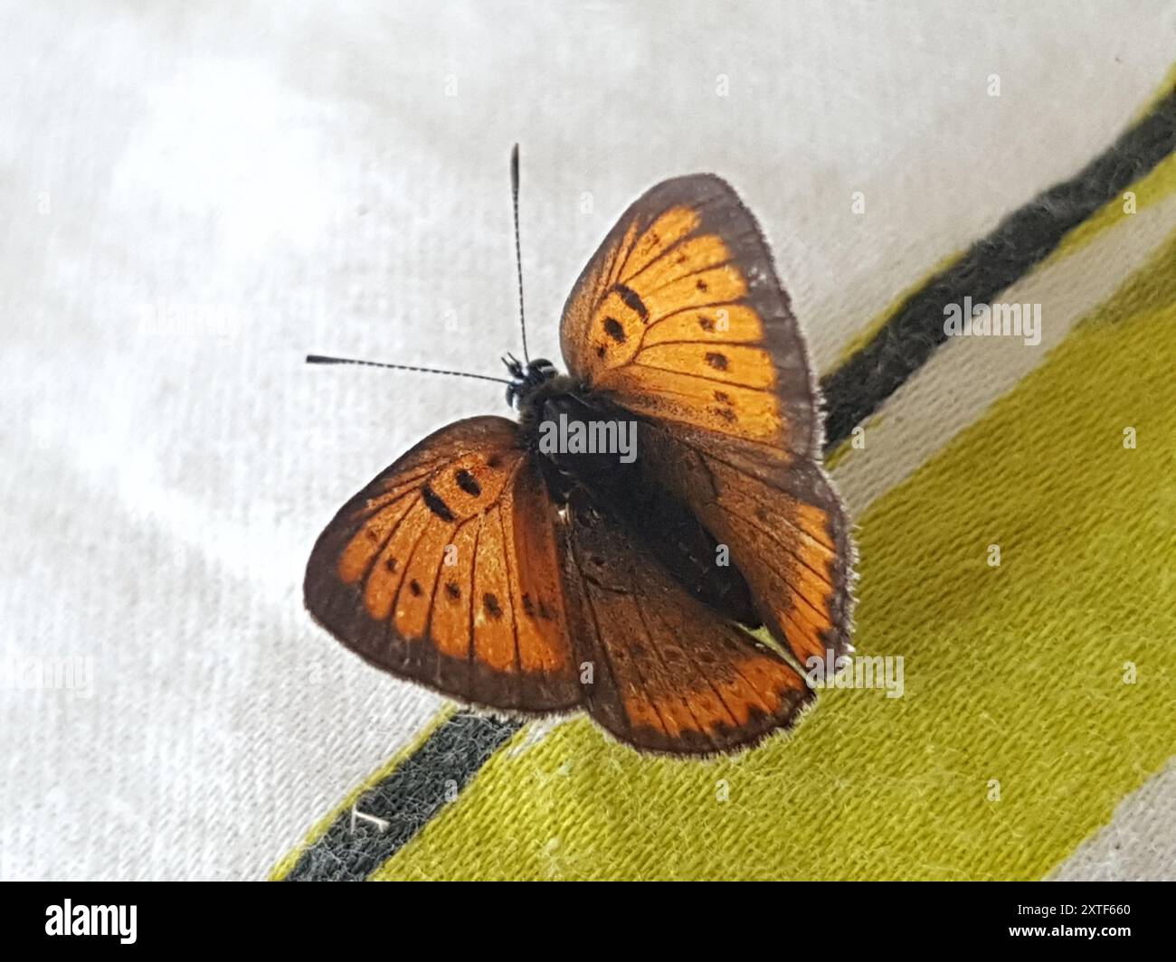 Large Copper (Lycaena dispar) Insecta Stock Photo - Alamy