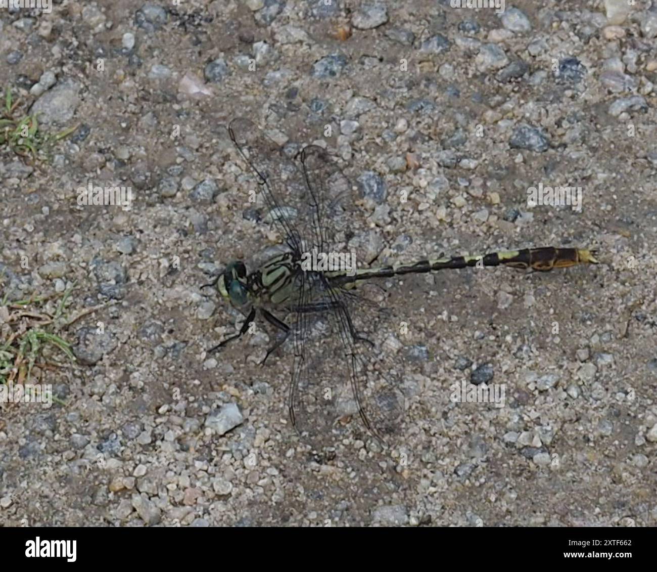 Unicorn Clubtail (Arigomphus villosipes) Insecta Stock Photo - Alamy