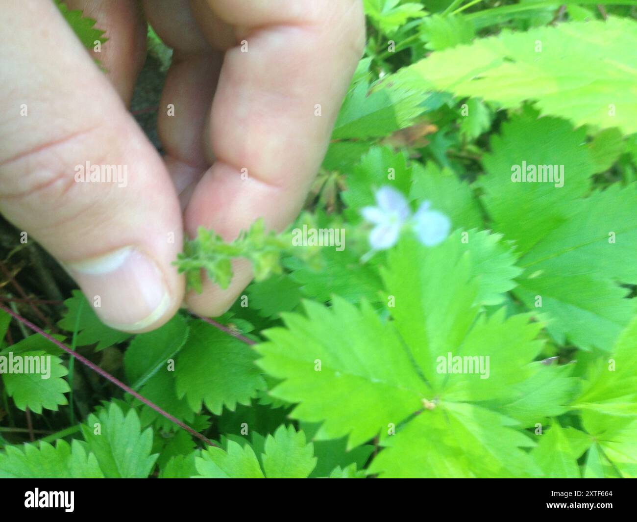 heath speedwell (Veronica officinalis) Plantae Stock Photo - Alamy