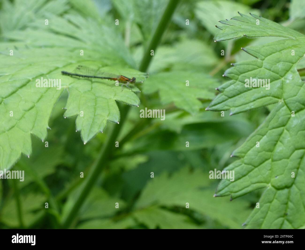Eastern Forktail (Ischnura verticalis) Insecta Stock Photo - Alamy