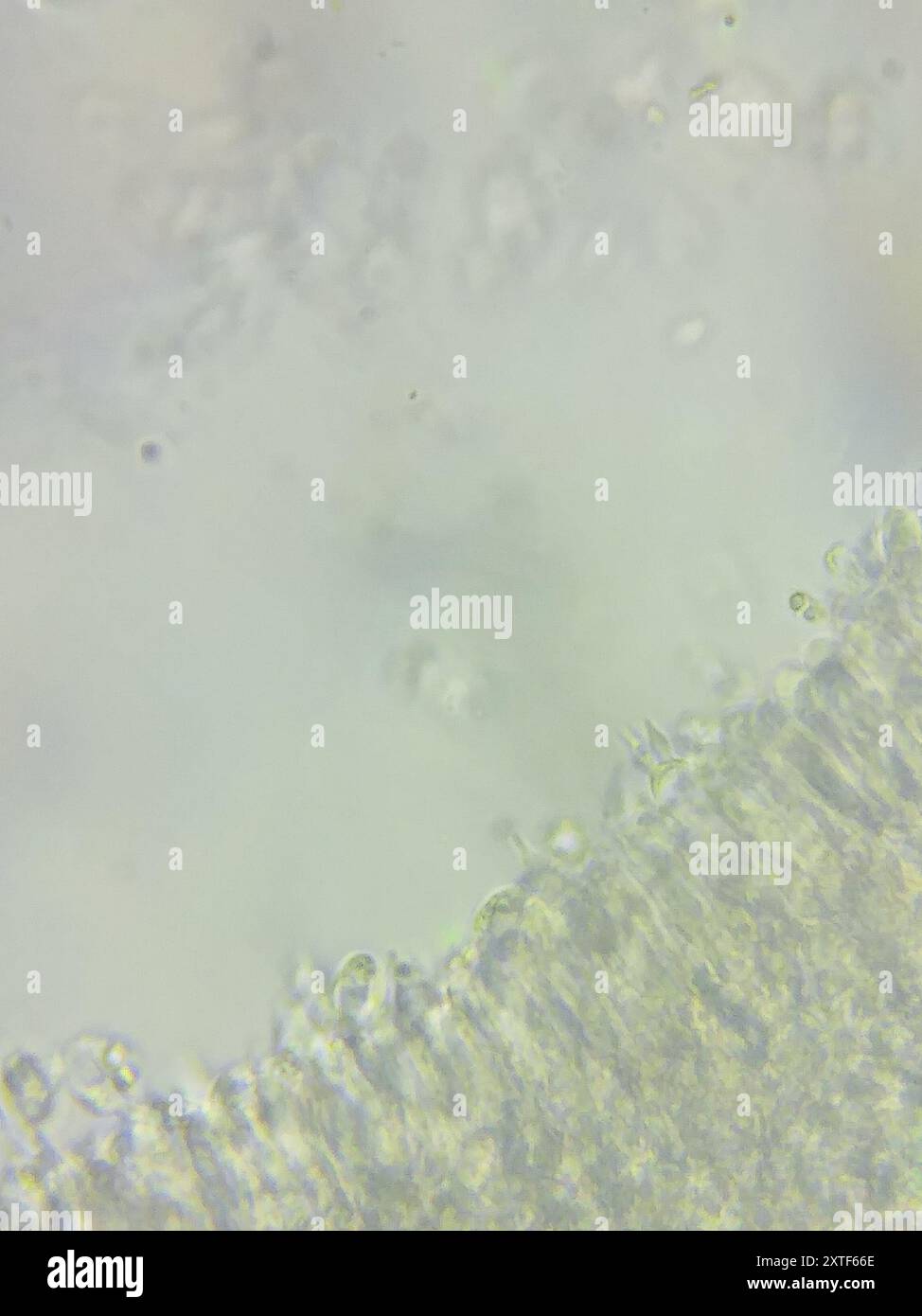 Dripping bonnet hi-res stock photography and images - Alamy