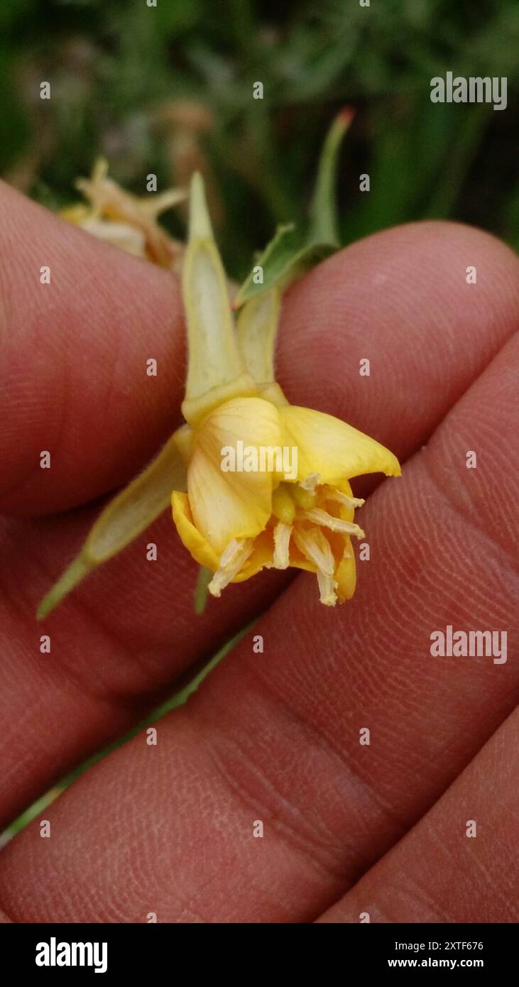 hairy evening primrose (Oenothera villosa) Plantae Stock Photo - Alamy