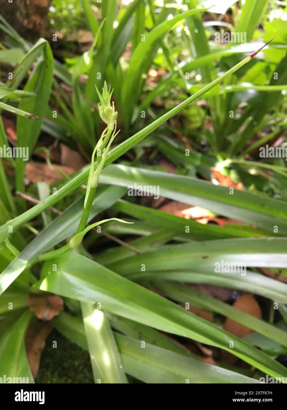 flowering plants (Angiospermae) Plantae Stock Photo - Alamy