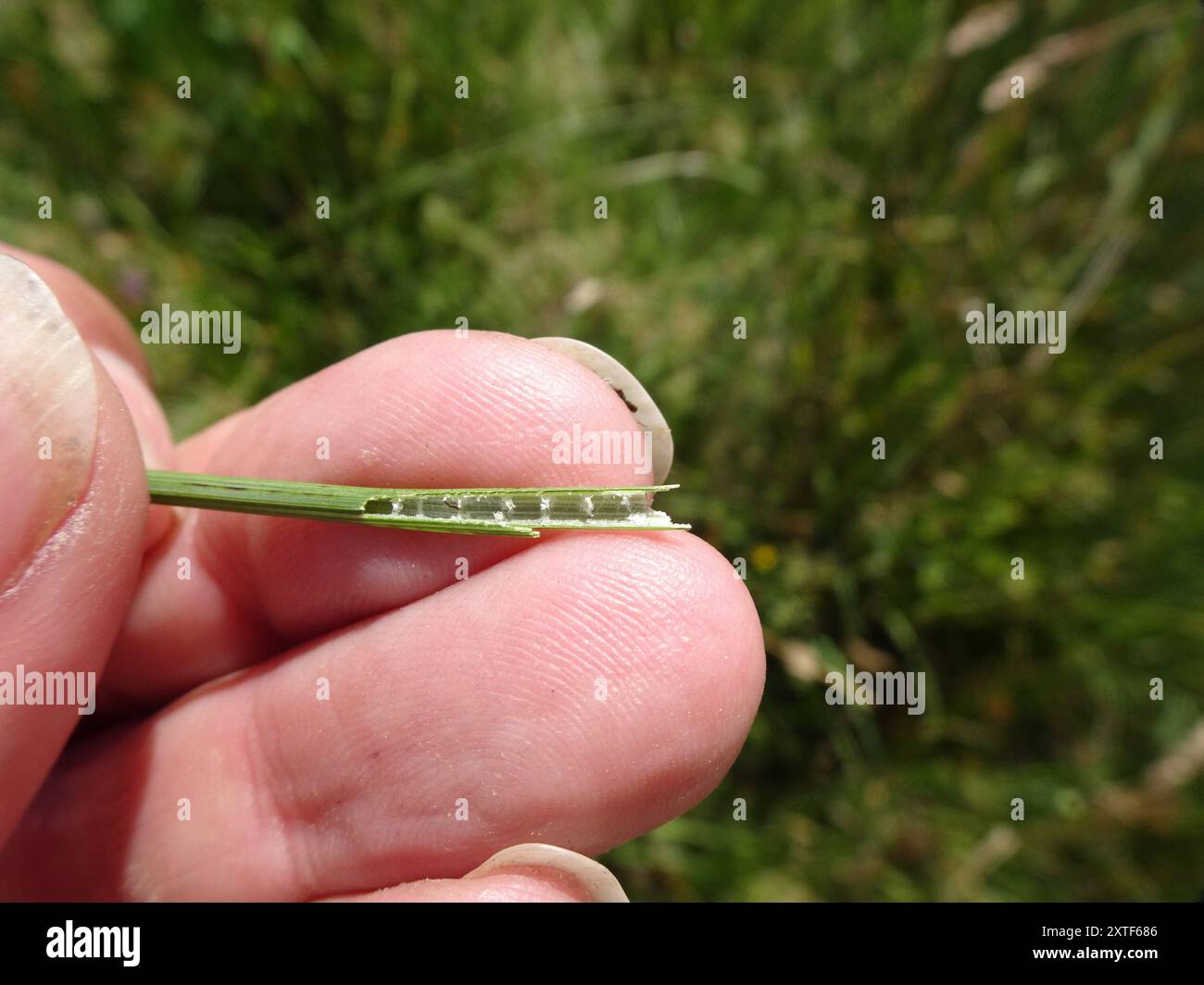 Hard Rush (Juncus inflexus) Plantae Stock Photo - Alamy