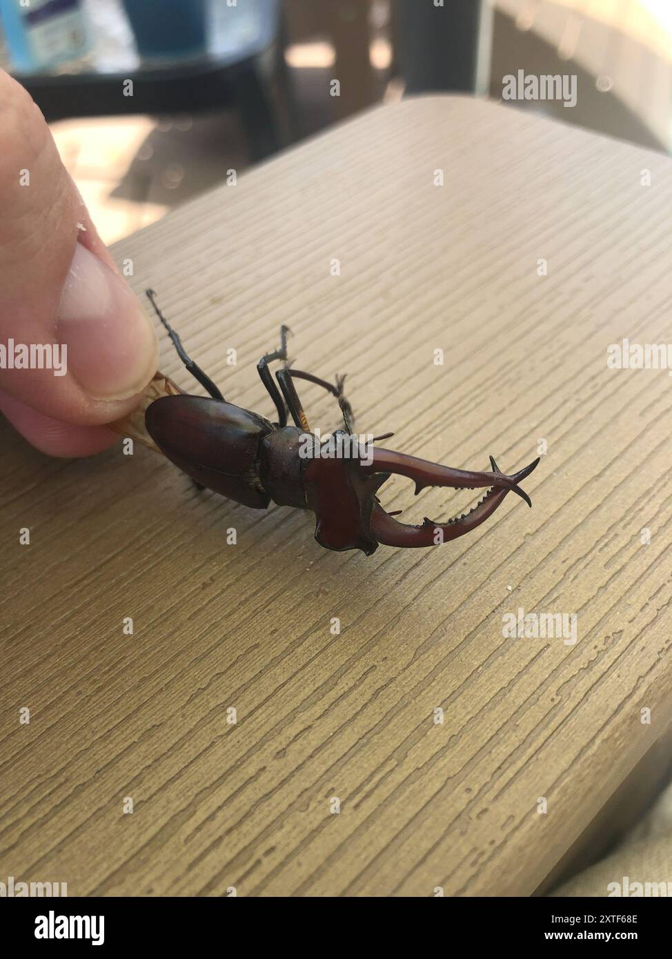 Giant Stag Beetle (Lucanus elaphus) Insecta Stock Photo - Alamy