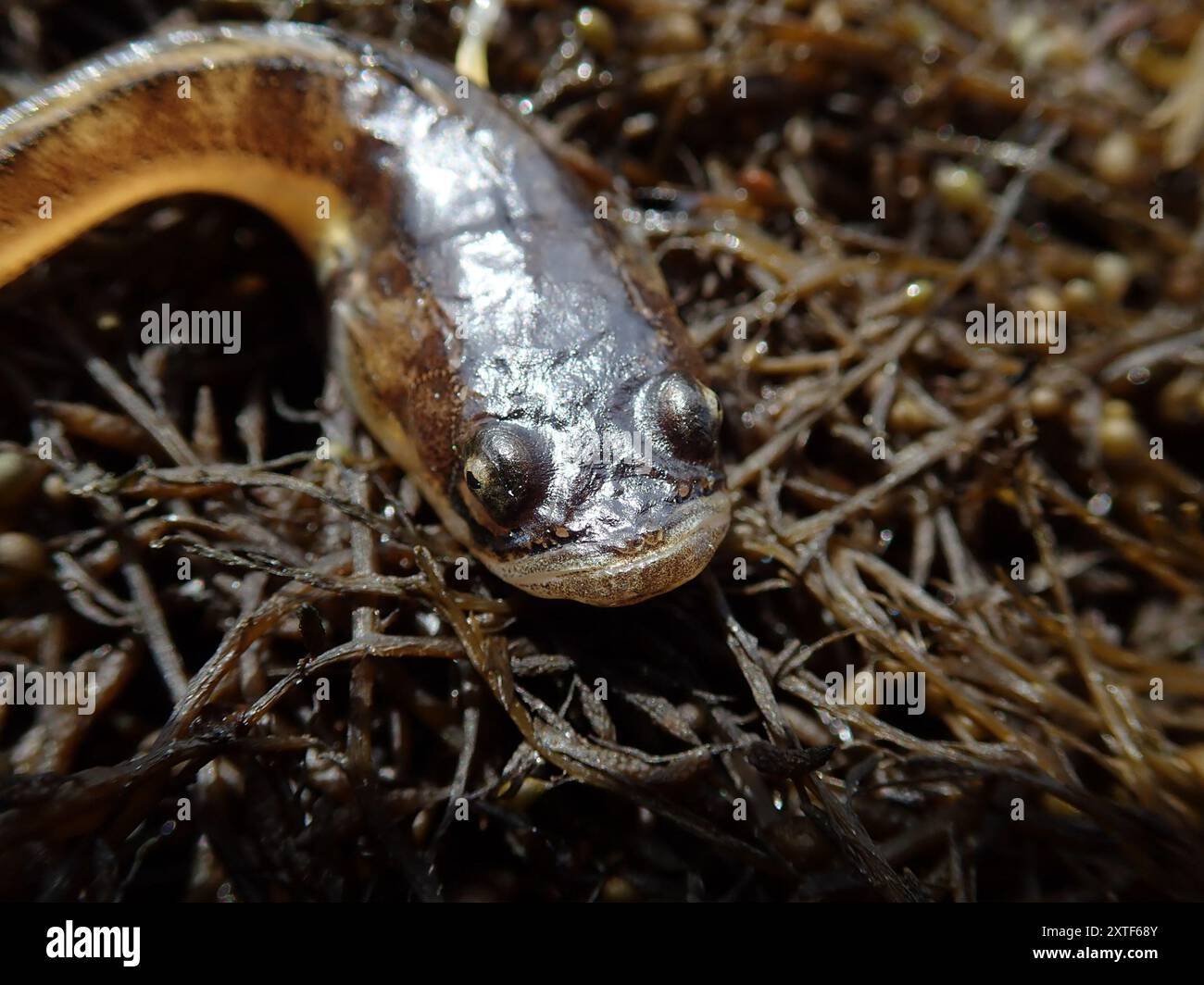 Plainfin Midshipman (Porichthys notatus) Actinopterygii Stock Photo - Alamy