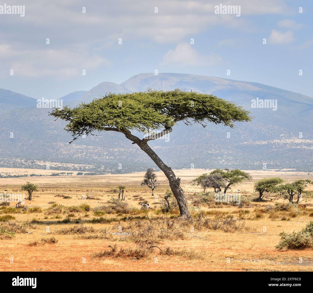 A lone acacia tree standing tall in the Serengeti, Tanzania Stock Photo ...