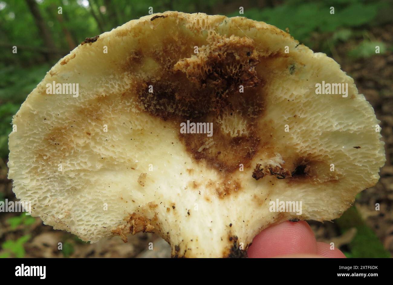 hexagonal-pored polypore (Neofavolus alveolaris) Fungi Stock Photo - Alamy