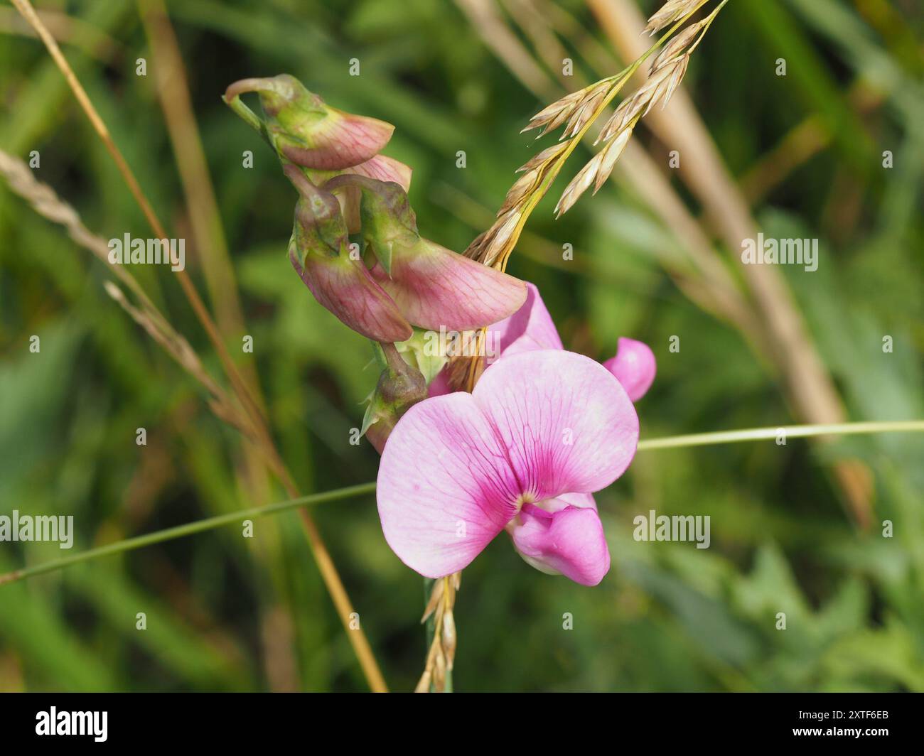 broad-leaved sweet pea (Lathyrus latifolius) Plantae Stock Photo - Alamy