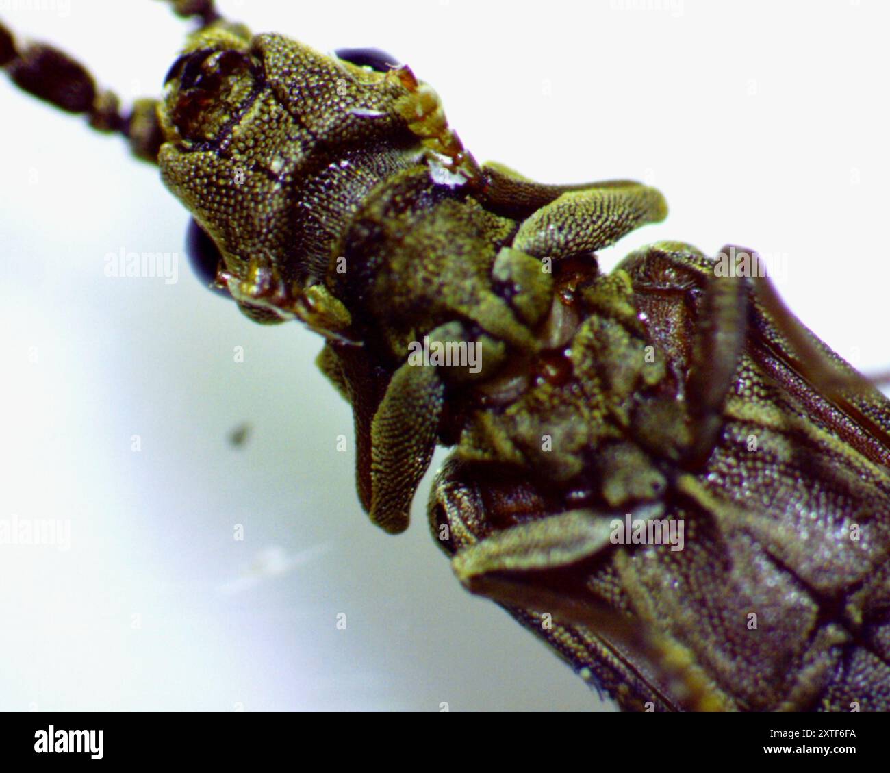 Reticulated beetle hi-res stock photography and images - Alamy