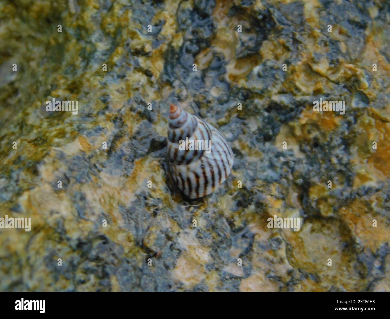 Zebra Periwinkle (Echinolittorina ziczac) Mollusca Stock Photo - Alamy