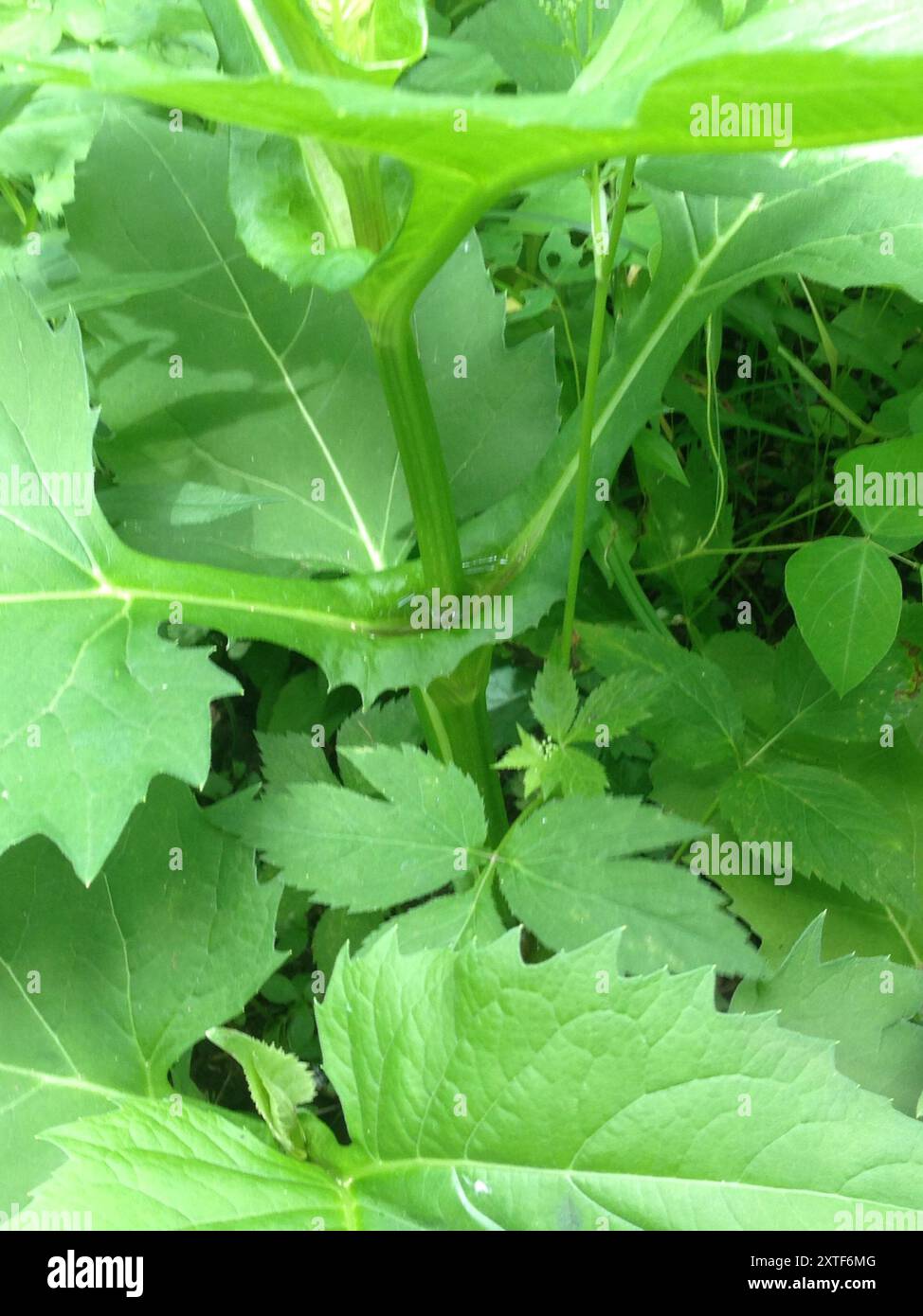 cup plant (Silphium perfoliatum) Plantae Stock Photo - Alamy