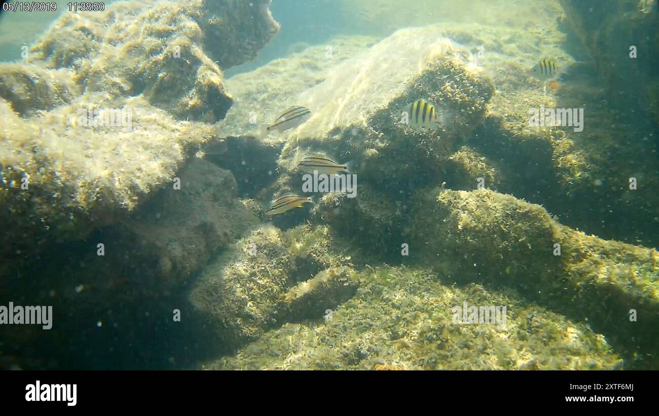 Atlantic Sergeant Major (Abudefduf saxatilis) Actinopterygii Stock ...