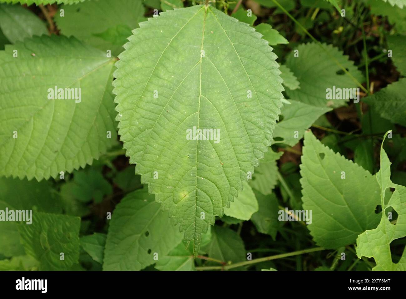 nettle family (Urticaceae) Plantae Stock Photo - Alamy