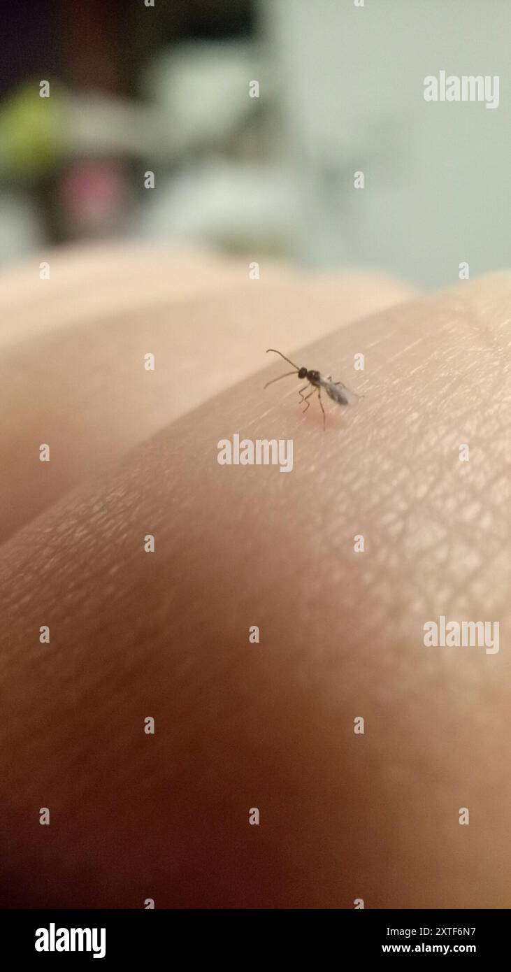 Ants, Bees, and Stinging Wasps (Aculeata) Insecta Stock Photo - Alamy