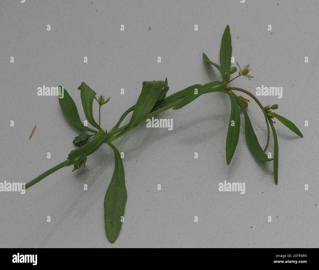 green carpetweed (Mollugo verticillata) Plantae Stock Photo - Alamy