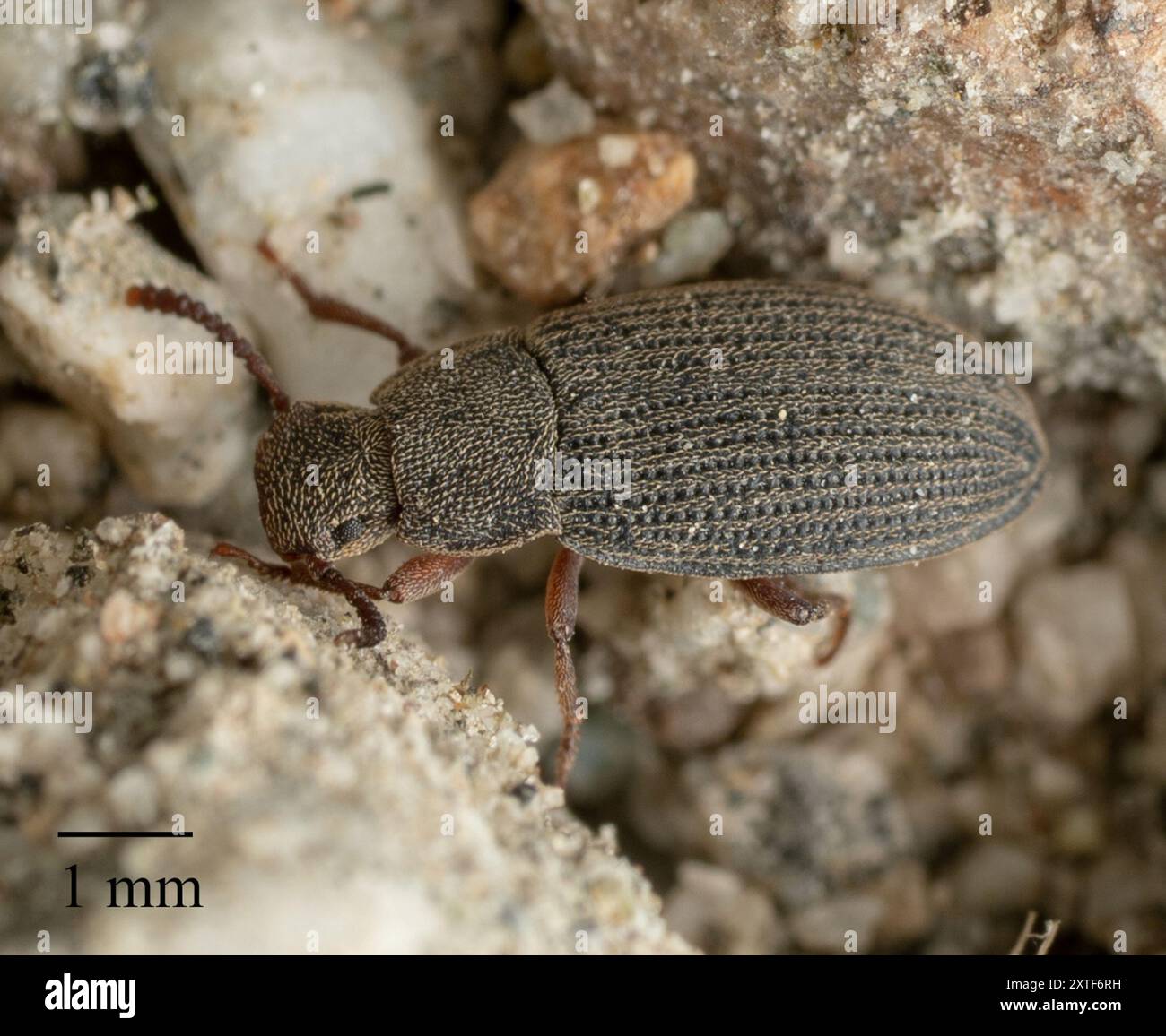 Darkling Beetles (Tenebrionidae) Insecta Stock Photo - Alamy