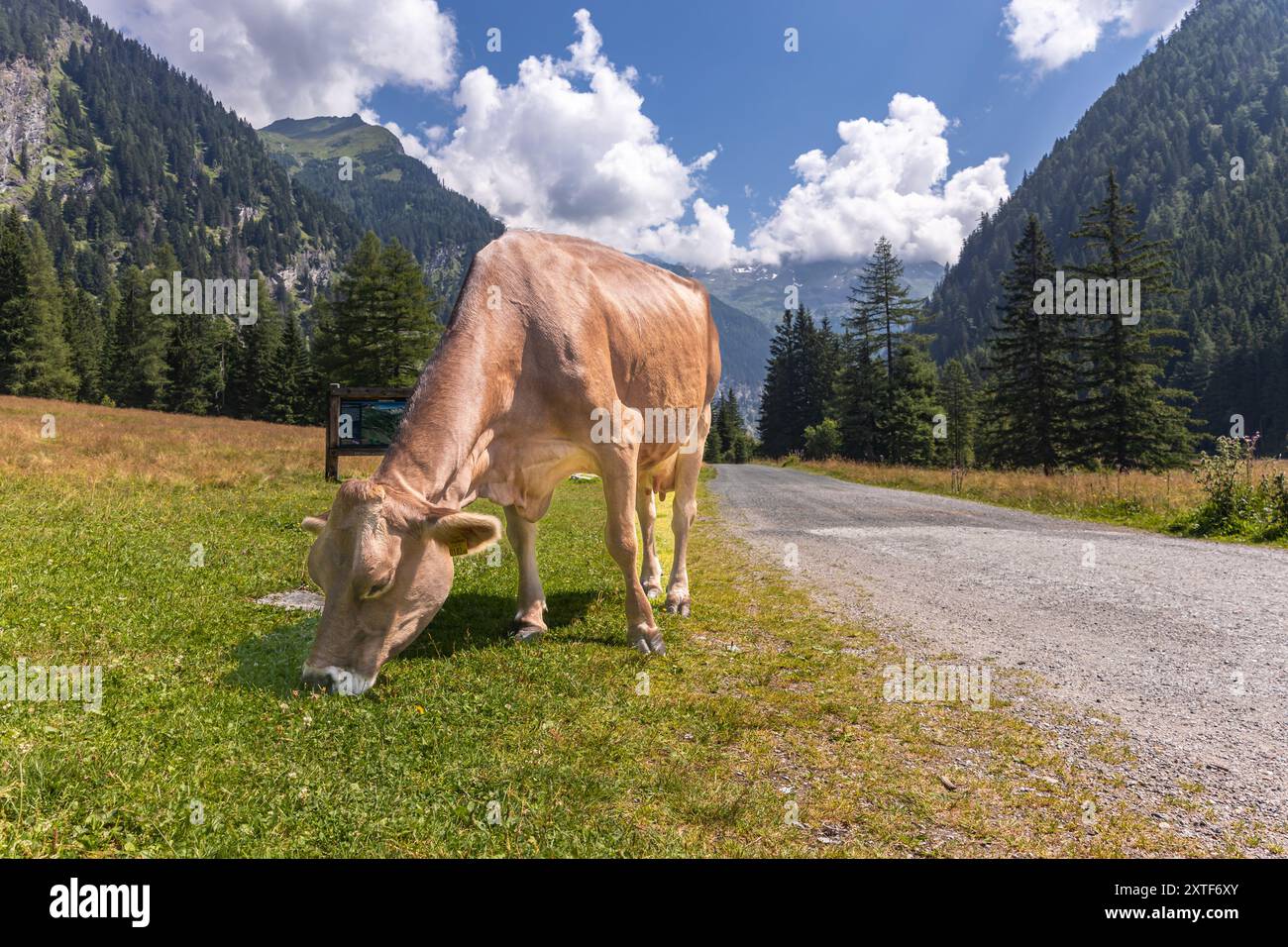 Impressionen aus Mallnitz Nationalpark Hohe Tauern Seebachtal Stock ...