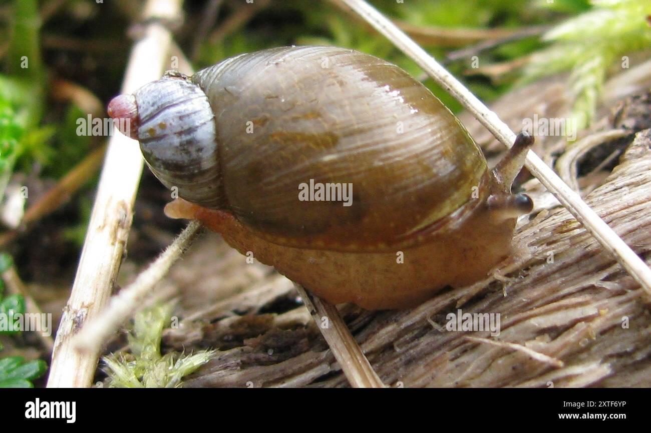Southern Ambersnail (Succinea australis) Mollusca Stock Photo - Alamy