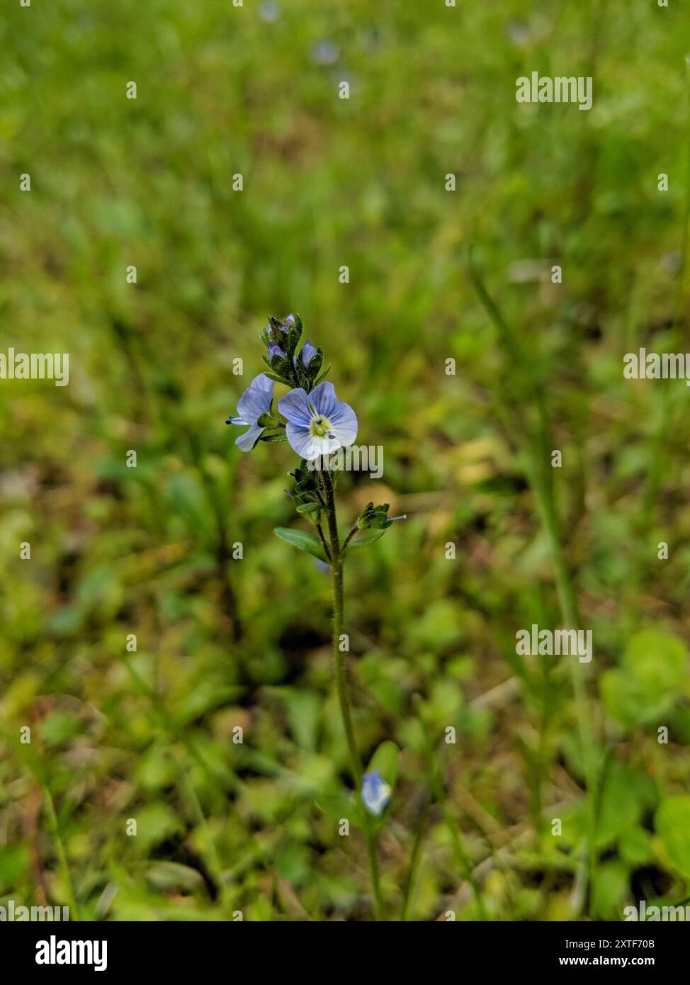 Bright blue speedwell (Veronica serpyllifolia humifusa) Plantae Stock ...