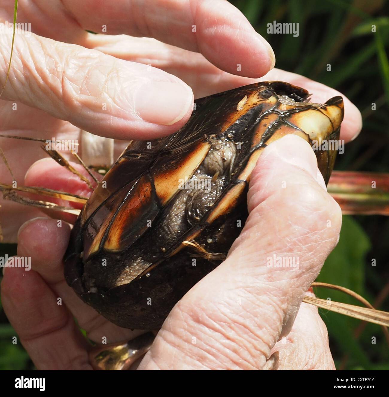 Southeastern Mud Turtle (Kinosternon subrubrum subrubrum) Reptilia ...