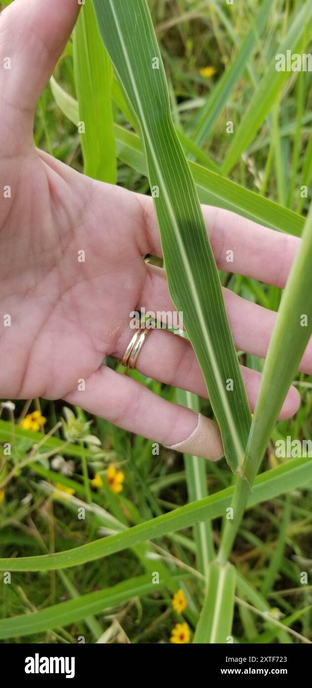 Johnson grass (Sorghum halepense) Plantae Stock Photo - Alamy