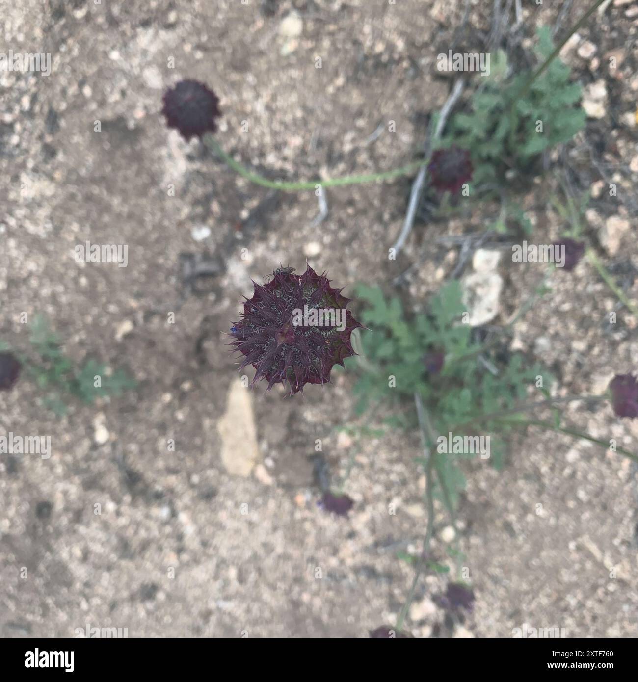 Chia (Salvia columbariae) Plantae Stock Photo - Alamy