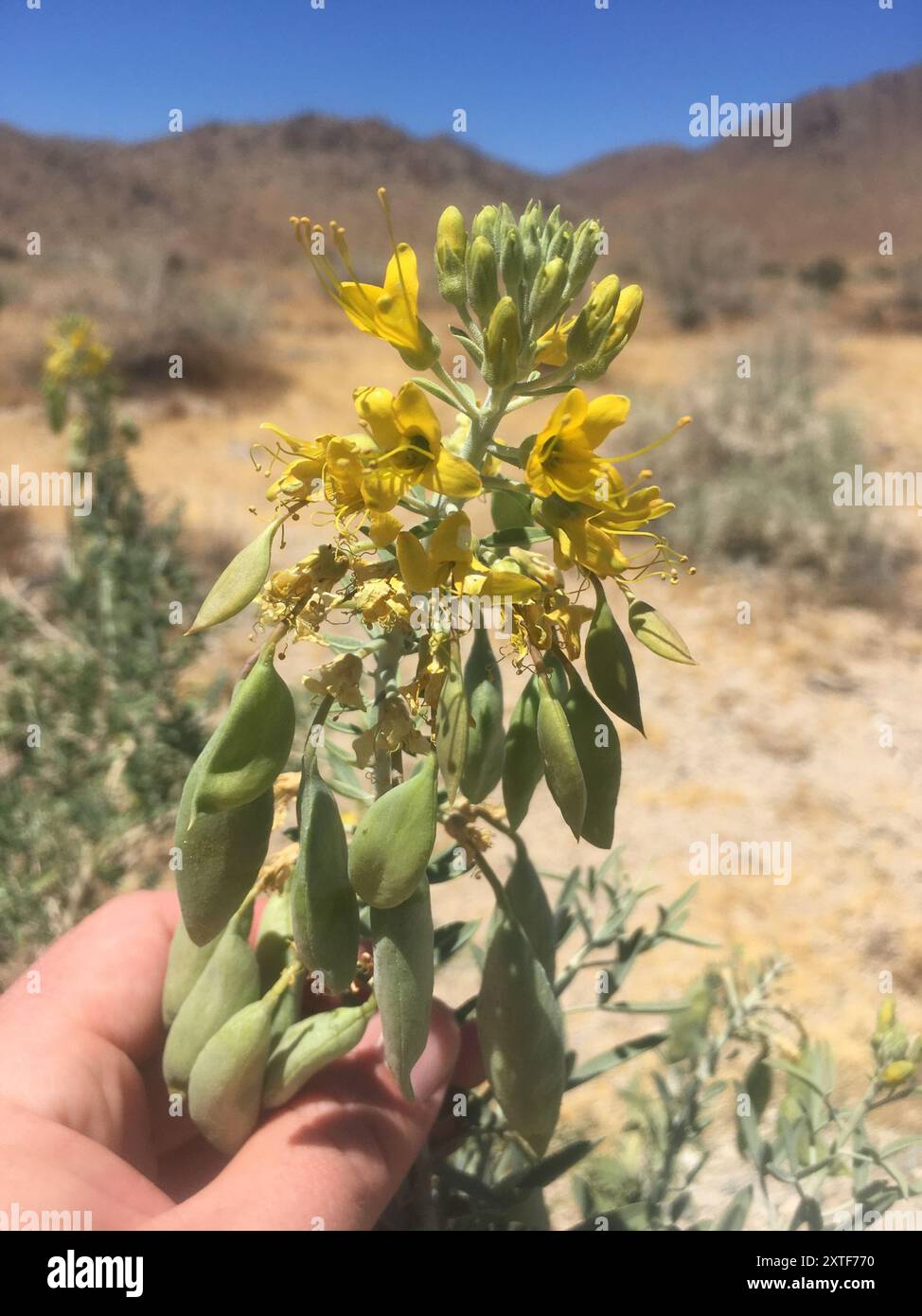 Bladderpod (Cleomella arborea) Plantae Stock Photo - Alamy