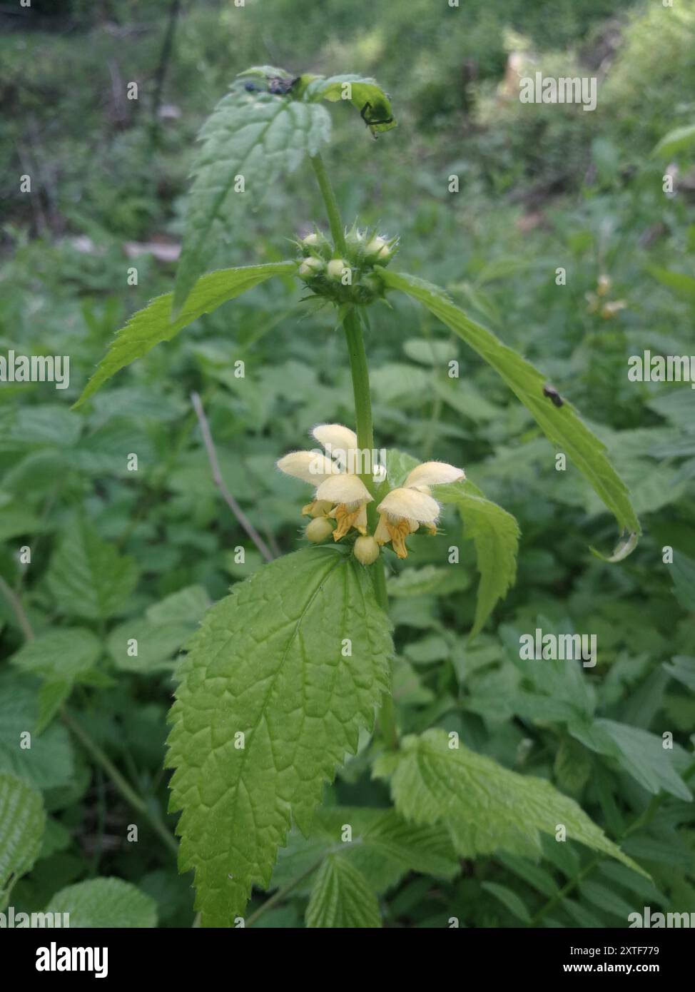 yellow archangel (Lamium galeobdolon) Plantae Stock Photo - Alamy