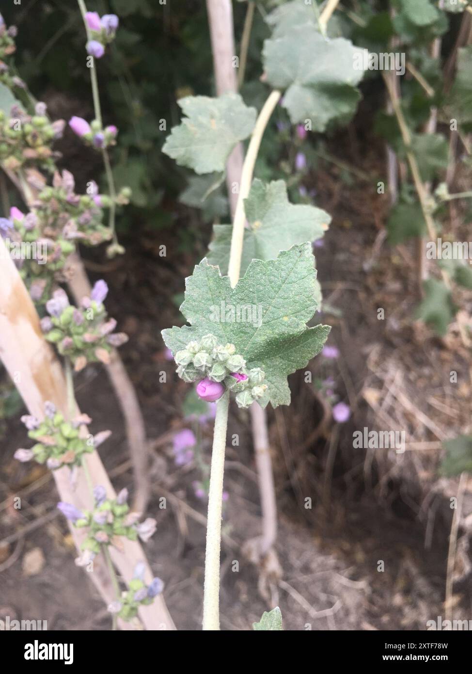 southern coastal bushmallow (Malacothamnus fasciculatus) Plantae Stock ...