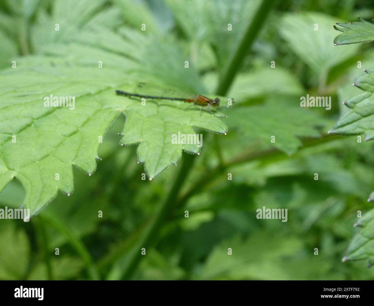 Eastern Forktail (Ischnura verticalis) Insecta Stock Photo - Alamy