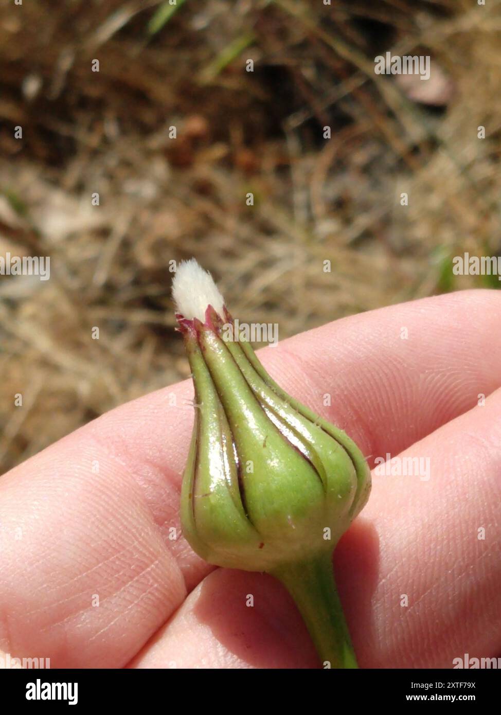 False Hawkbit (Urospermum picroides) Plantae Stock Photo - Alamy