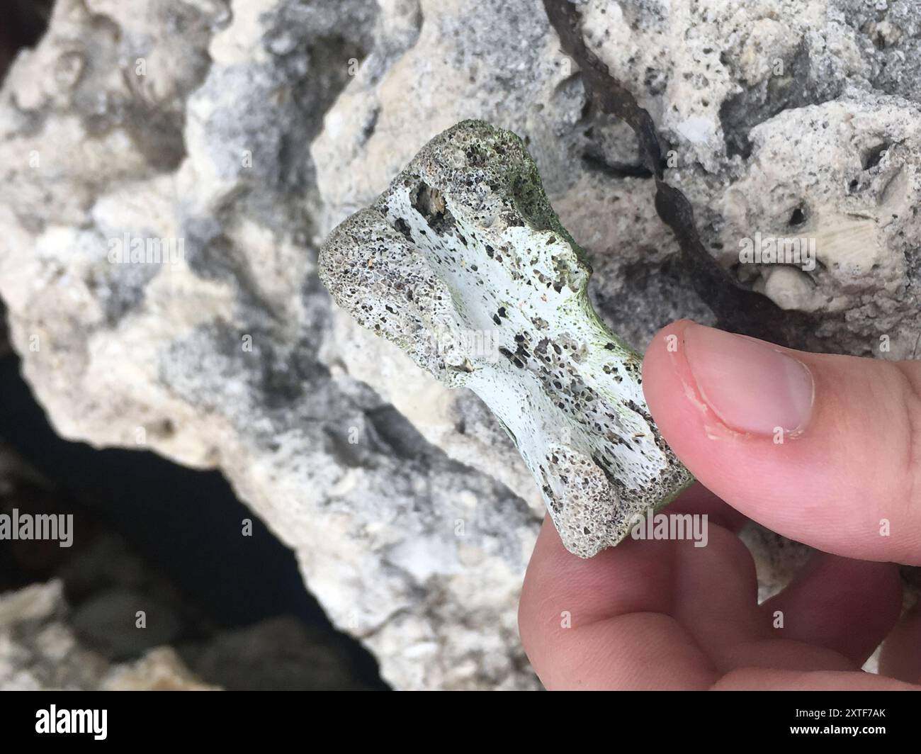 Typical Sea Turtles (Cheloniidae) Reptilia Stock Photo - Alamy