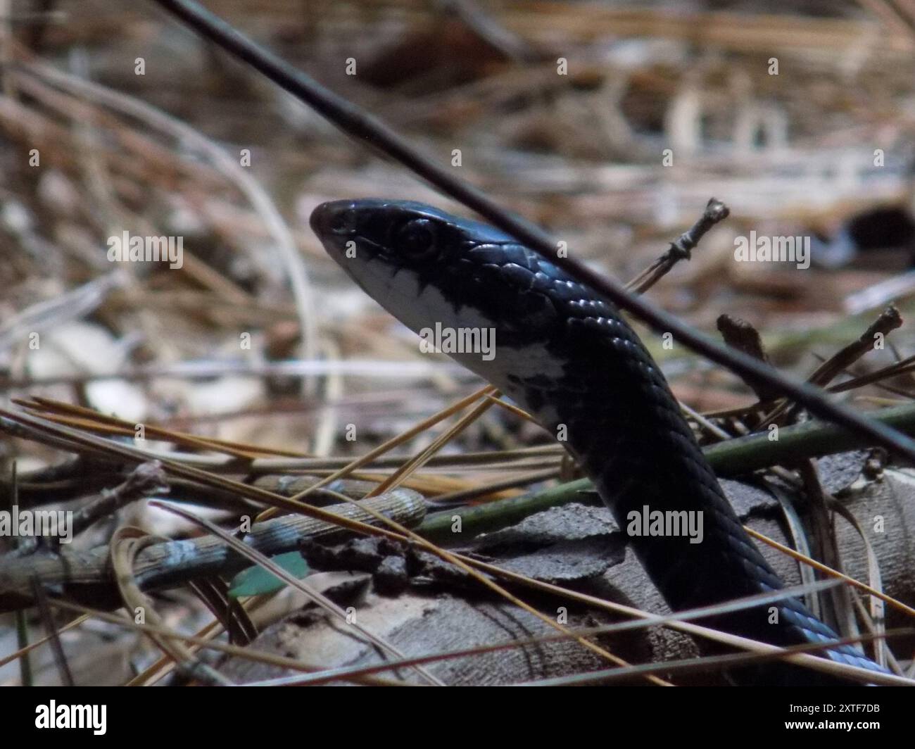 Southern Black Racer (Coluber constrictor priapus) Reptilia Stock Photo ...
