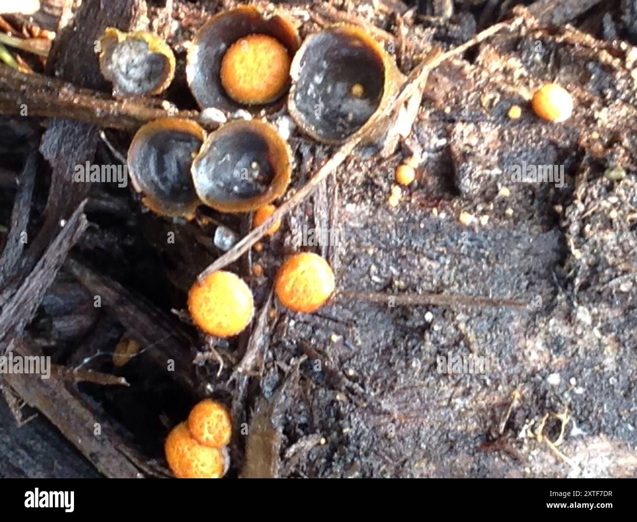 bird's nest fungi (Nidulariaceae) Fungi Stock Photo - Alamy