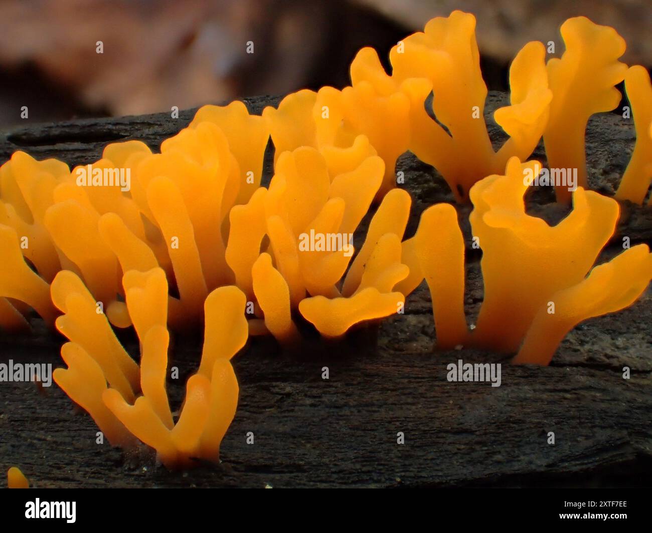 Fan shaped jelly fungi hi-res stock photography and images - Alamy