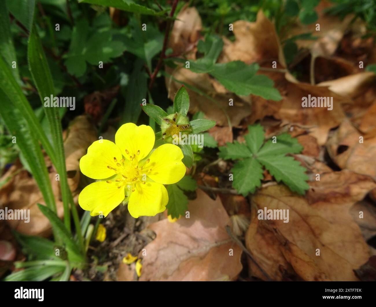 Creeping cinquefoil (Potentilla reptans) Plantae Stock Photo - Alamy