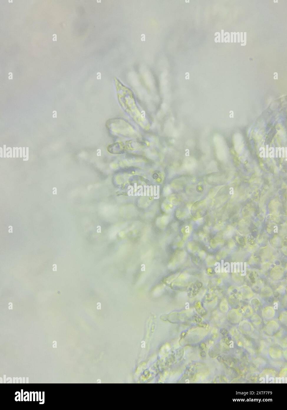 Dripping bonnet hi-res stock photography and images - Alamy