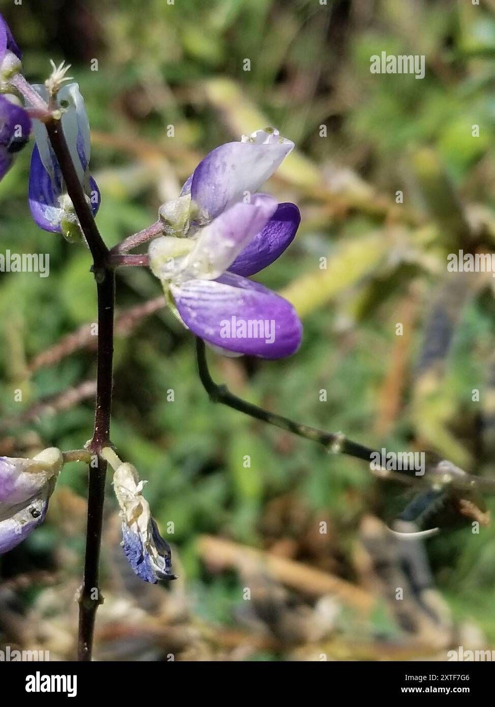 Broadleaf Lupine (Lupinus latifolius) Plantae Stock Photo - Alamy